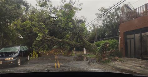 Temporal Derrubou 346 árvores Só Nos Parques De Sp Veja Em Mapa Quais