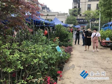 花鸟市场果树盆景受宠中国镇江金山网 国家一类新闻网站
