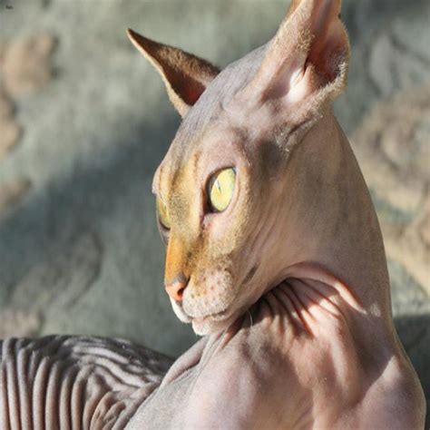 Cat Breeds Object Detection Dataset By Markastig