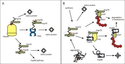 Chaperone Assisted Folding Of Proteins In Eukaryotes 34 A Early