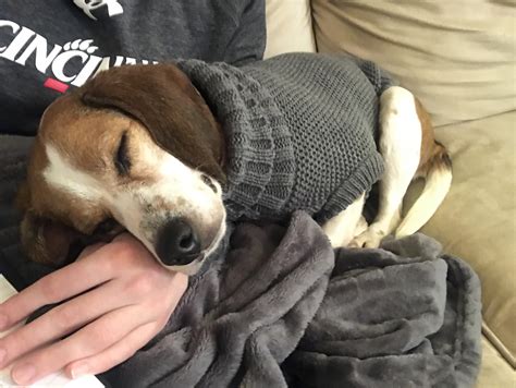 I Just Adopted My Very First Dog And She Demands Constant Snuggles