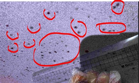 Please Help To Explain The Nature Of The Pt Indication