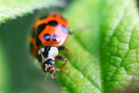 Ladybug Macro By Zombiebunnyrabbit On Deviantart