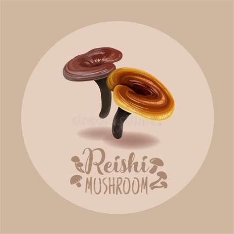 Ganoderma Lucidum Stock Vector Illustration Of Brown 39439097