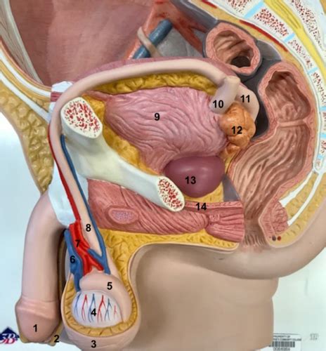 Lab Practical 4 Part 2 Reproductive Gross And Microscopic Anatomy And Histology From Lab