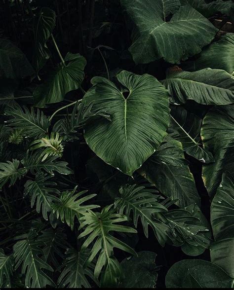 Karly Cakes Whats Yours Will Always Come To You 🌱 Motif Jungle