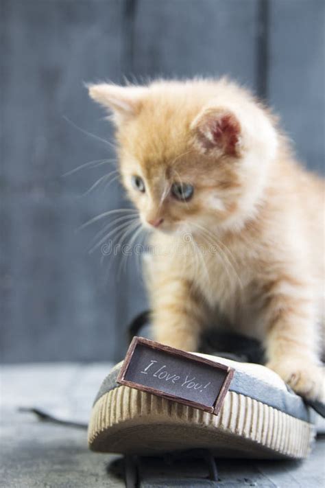 I Love You Text And Kitten Happy Valentines Day Card Stock Image