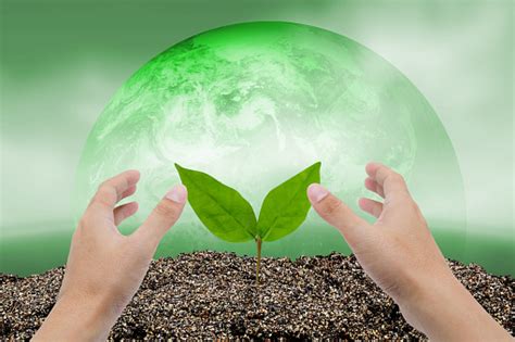 성장 하 고 자연 세계 배경 관리 환경 개념 Nasa에서 제공 하는이 이미지의 요소와 비옥한 토양에 성장 하는 나무를 육성
