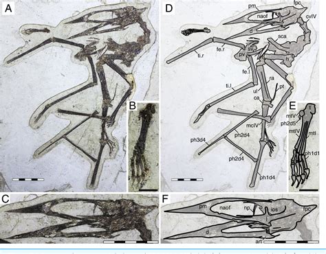Figure 10 From A Taxonomic Revision Of The Sinopterus Complex