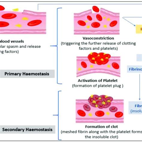 Schematic For Conventional Coagulation Detection Using Optical Methods Download Scientific