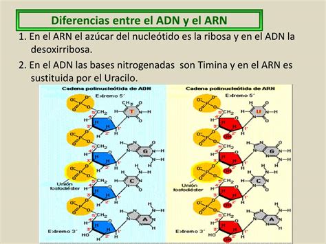 Diferencias Entre Adn Y Arn