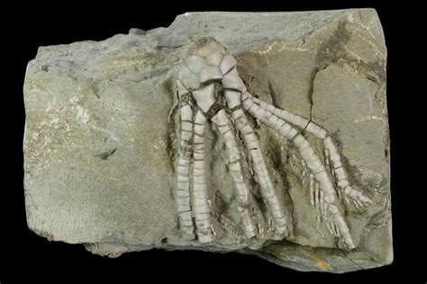 1 9 Fossil Crinoid Phanocrinus Anna Illinois 118932 For Sale