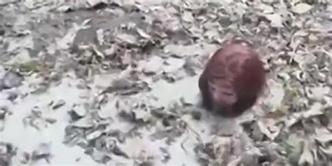 Daredoll 3 Cosplay Bondage