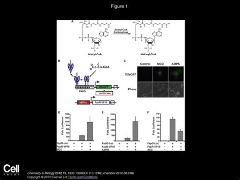 A Genetically Encoded Metabolite Sensor For Malonyl Coa Ppt Download