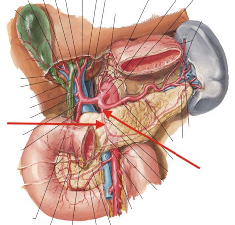 Lecture Homework 1 Endocrine System Ch 16 Flashcards Quizlet
