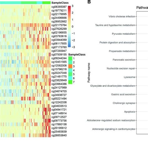 Specific Hyperhypo Methylation Cpg Sites For Each Dna Methylation