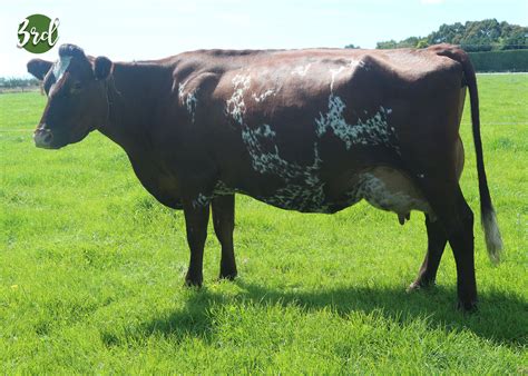 July 2020 Nz Milking Shorthorn Association