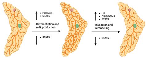 The Roles Of Stat3 And Stat5 In Breast Cancer