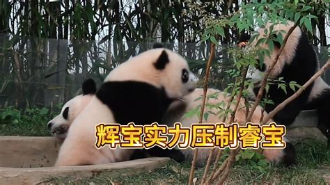 睿宝和辉宝一言不合就开打辉宝把姐姐压制的毫无还手之力 Youtube