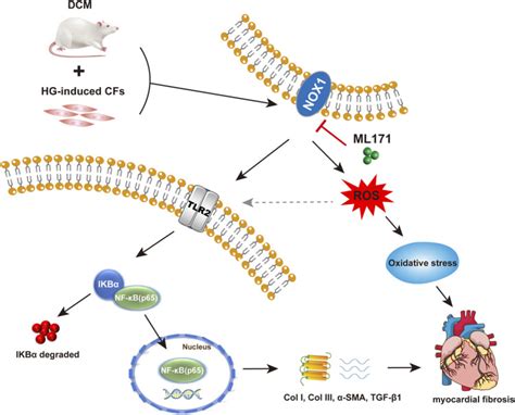 Nox1 Promotes Myocardial Fibrosis And Cardiac Dysfunction Via