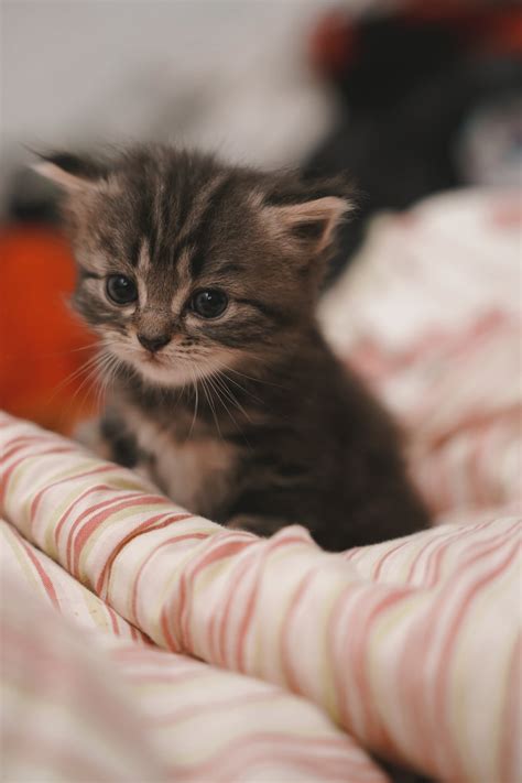My Cats Two Month Old Kittens R Illegallysmolcats
