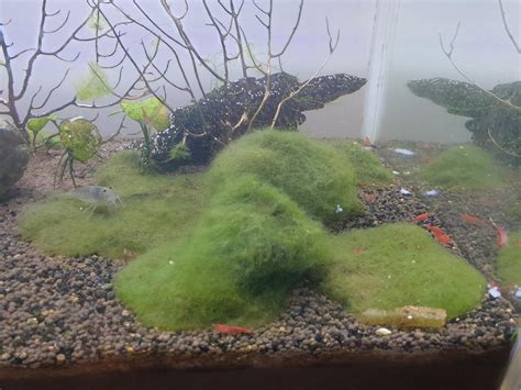 Just Wanted To Know If This Is Hair Algae Instead Of A Growing Marimo