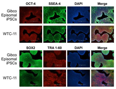 Figure 5 Immunocytochemistry Labeling Of Cells After Assay