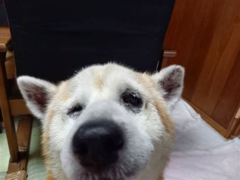 昨日の虎哲雨のお買い物とお散歩 柴犬虎哲の部屋
