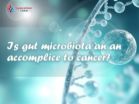 Is Gut Microbiota An Accomplice In Cancer Xiamen Fujian China