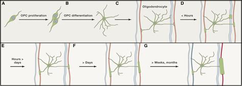 Schematic Of Sequence Of Events In Myelin Formation And Remodeling