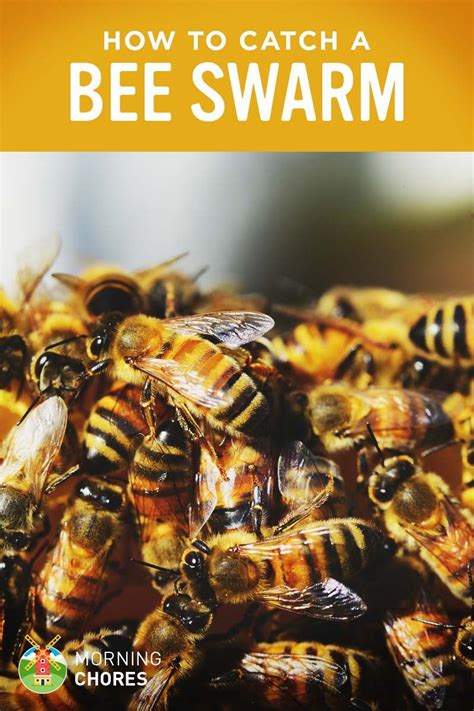 How To Catch A Bee Swarm Safely