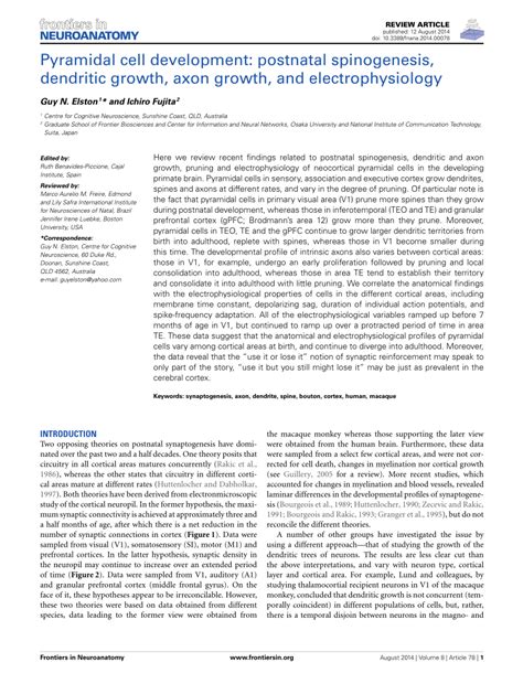 Pdf Pyramidal Cell Development Postnatal Spinogenesis Dendritic