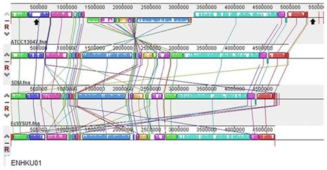 genomic alignment of enterobacter cloacae mauve [35] alignment of the