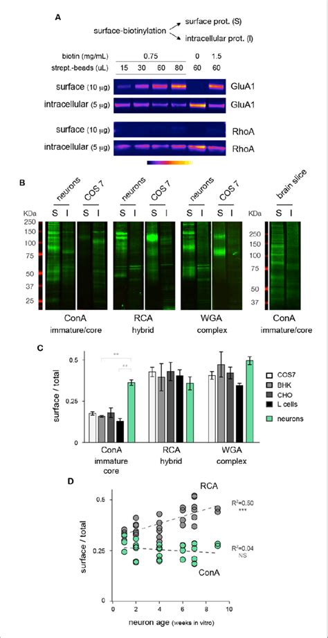 Core Glycosylated Proteins Are Expressed At The Neuronal Surface At
