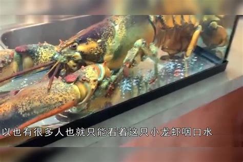 这只龙虾活了134年，受政府颁发“免死金牌”，吃货只能干瞪眼！金牌吃货政府