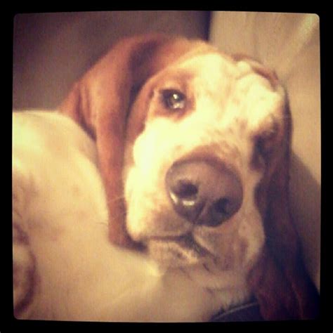 Cute Face Basset Hound Cute Faces Hound