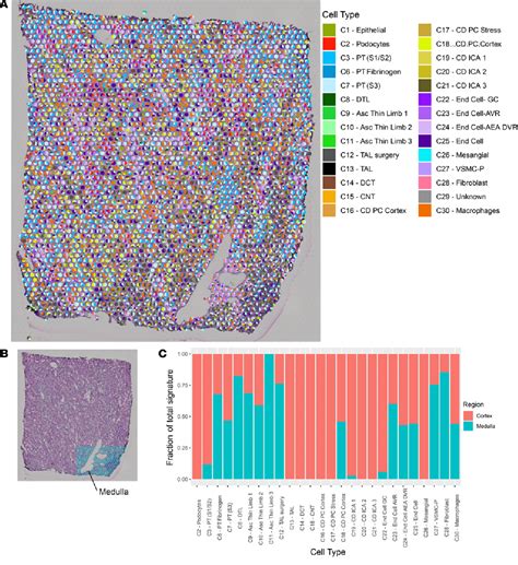 Figure 3 From Integration Of Spatial And Single Cell Transcriptomics