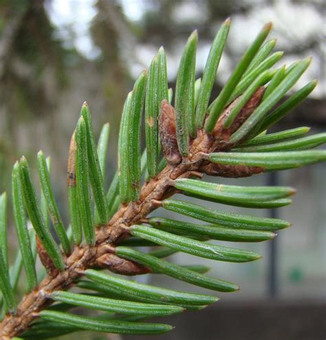 Picea × fennica - Изображение особи - Плантариум