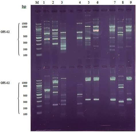 Figure Rapd Pcr Profile Of Genomic Dna From Bacteria Exposed To Nd Download Scientific