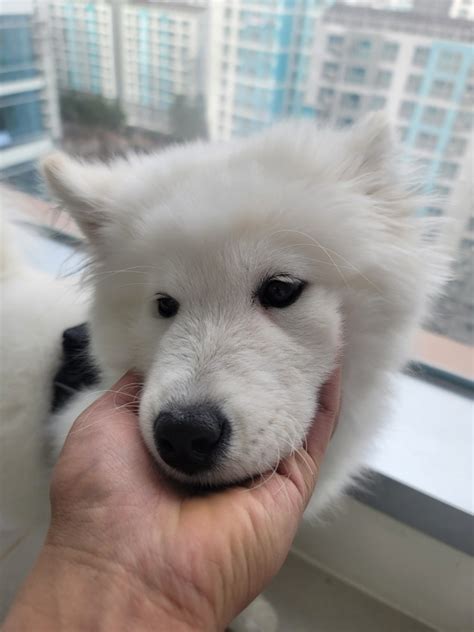 강아지가 주인을 핥는이유 원인부터 대처법까지 자세히 알려드려요 네이버 블로그