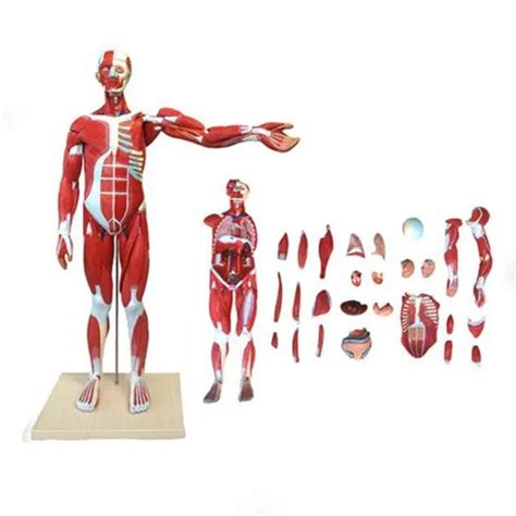High Reproduction And Accuracy Medical Teaching Models Dual Sex Human