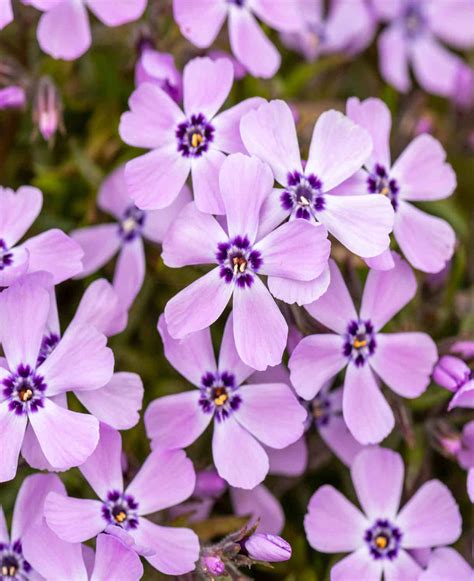 Cascading Phlox Subulata Collection Hayloft