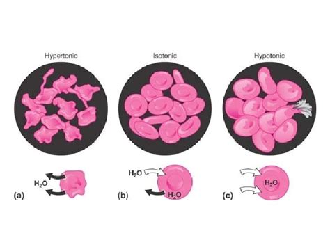 buffered and isotonic solutions buffer a buffer solution