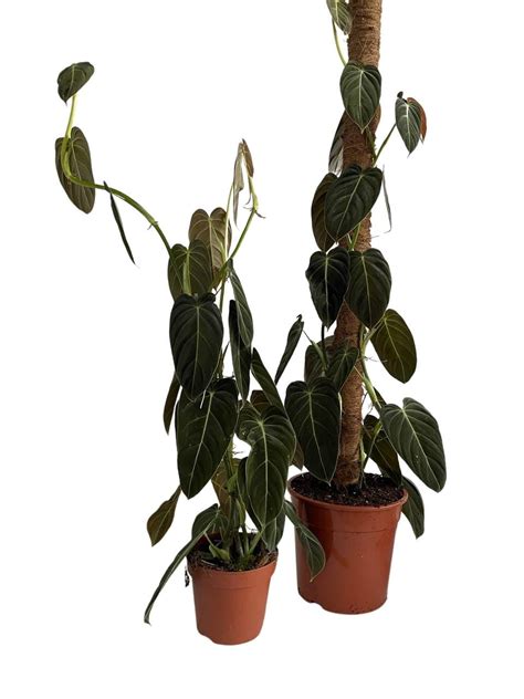 philodendron-melanochrysum