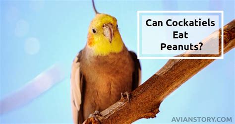 Can Cockatiels Eat Peanuts Addressing 5 Risks