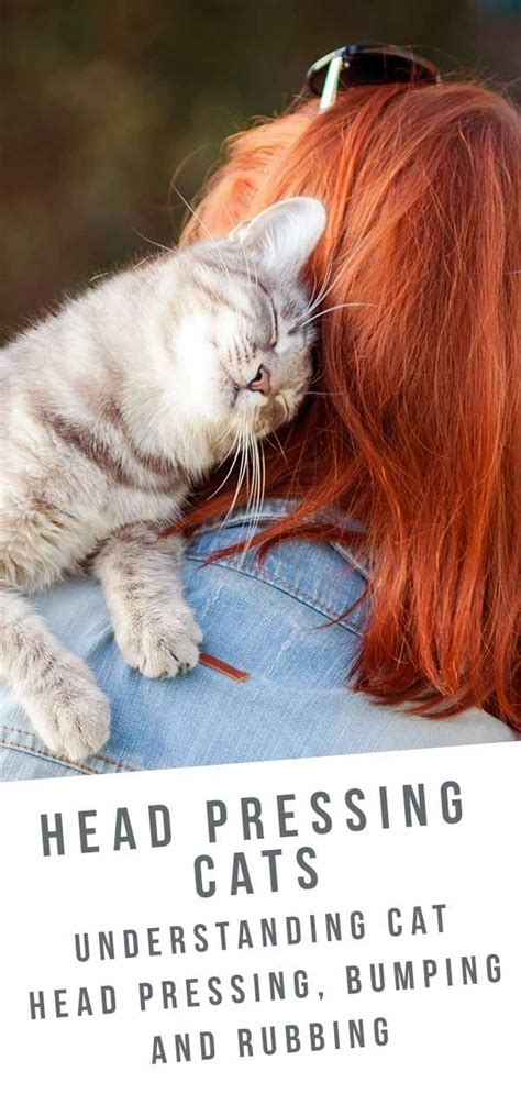Cat Facts All Of Your Top Cat Questions Answered Cat Facts Cats Cat Questions