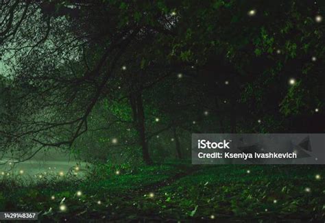 요정 신비한 숲 신비로운 분위기 초자연적 인 다른 세계 동화 안개 속의 낯선 숲 어두운 무서운 공원 배경 배경 화면 나무에 대한 스톡 사진 및 기타 이미지 Istock