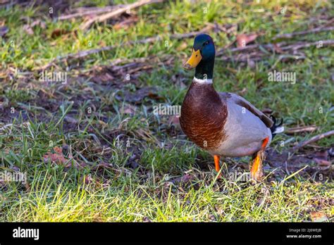 Canard mâle sur la rive de la rivière lors d un après midi d automne