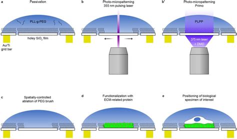 Micropatterning Of Electron Microscopy Grids For Positioning Of