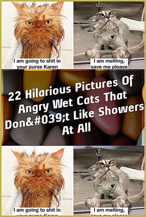 22 Hilarious Pictures Of Angry Wet Cats That Dont Like Showers At All